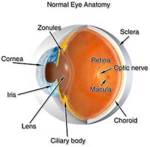 Normal Eye Anatomy – Win Retina